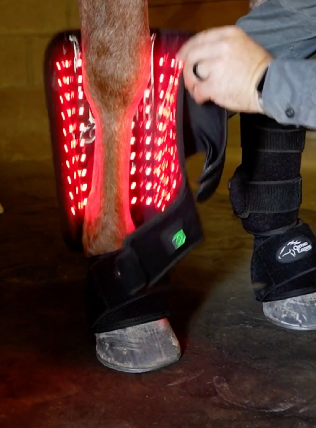 Red Light Therapy – Ortho Equine
