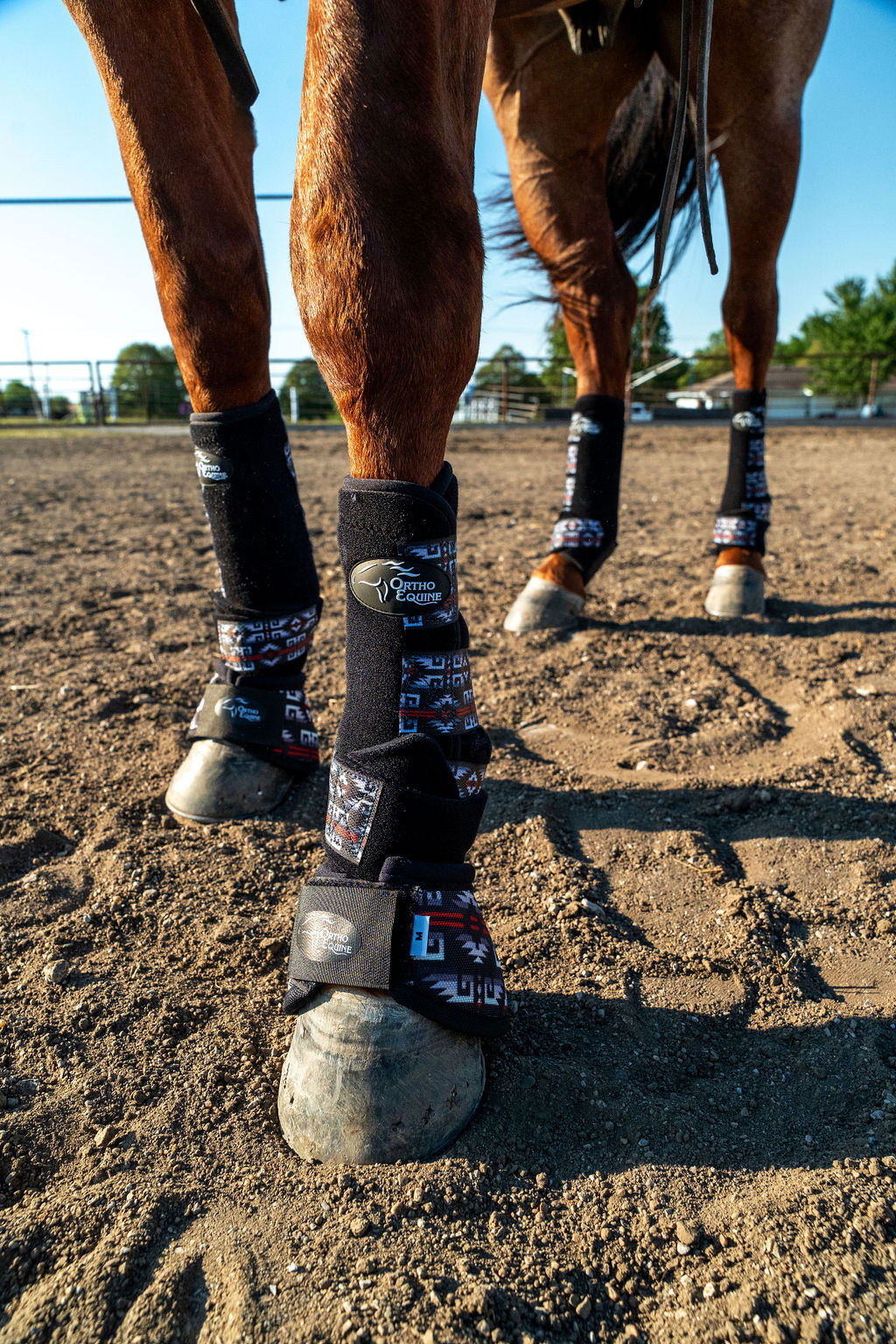 About – Ortho Equine